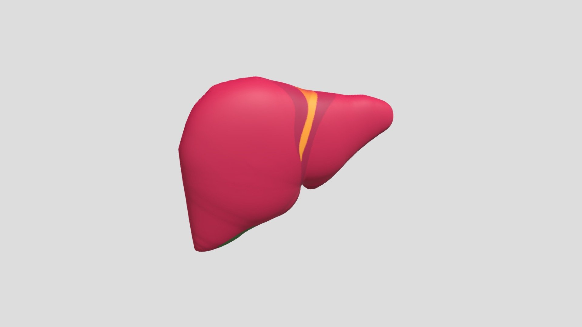 Liver - Download Free 3D model by isnafajriiana [53cd5ca] - Sketchfab