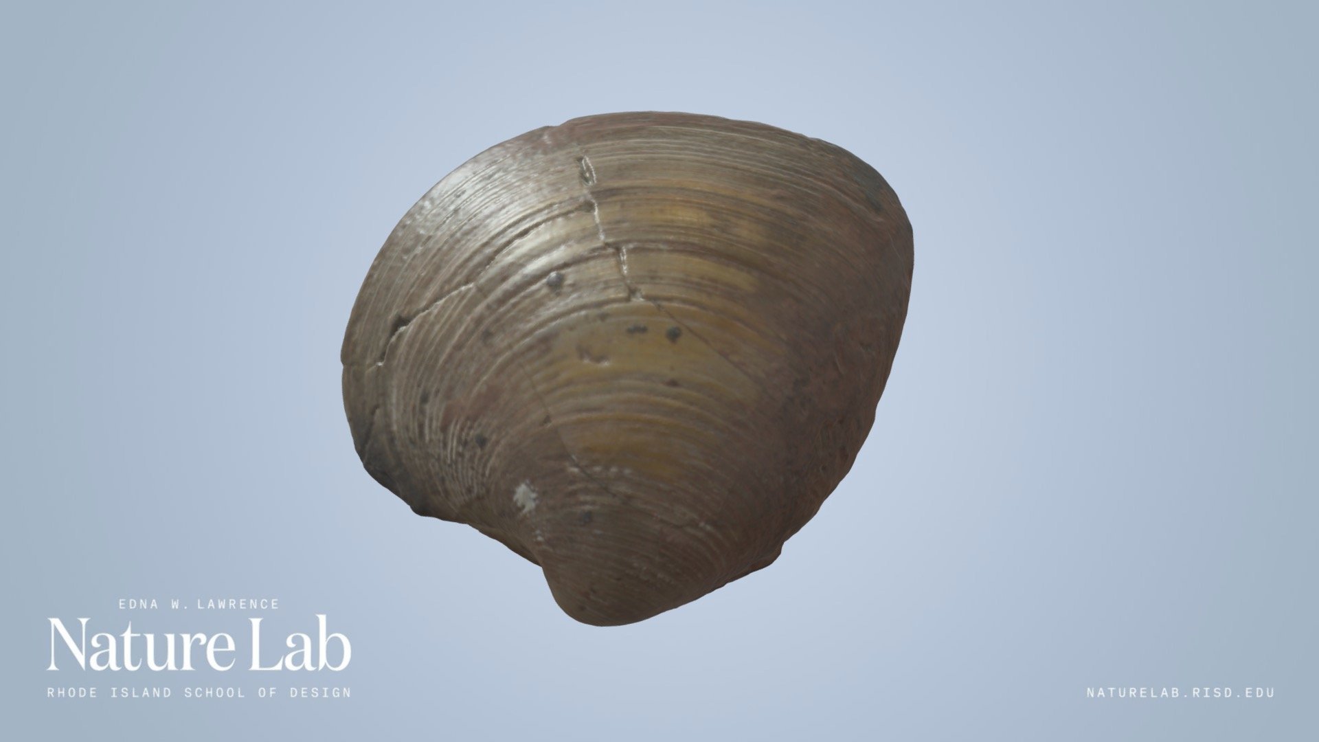 Whole Cockle Shell - 3D model by RISD Nature Lab (@RISDNaturelab ...