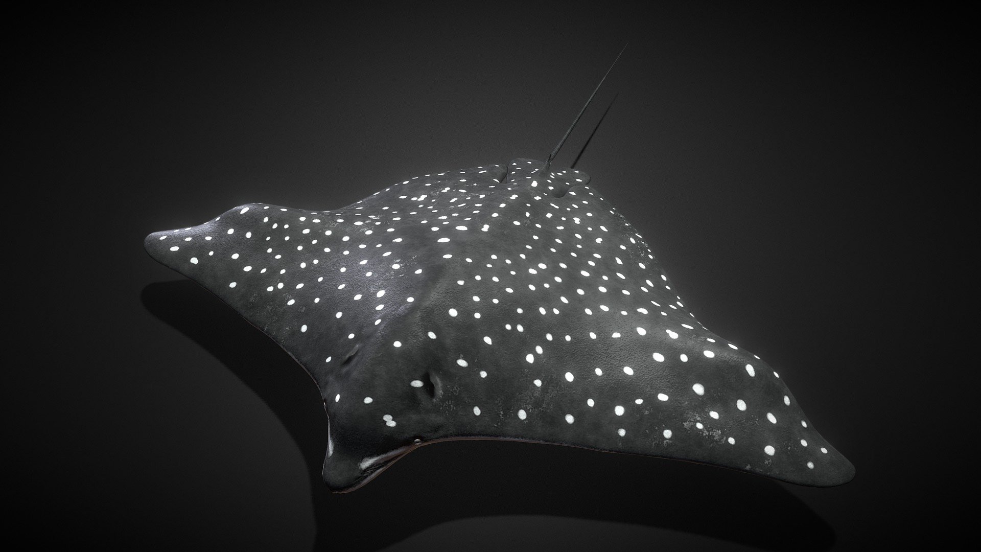 Spotted Eagle Ray - Buy Royalty Free 3D model by animod [53d1ca9 ...