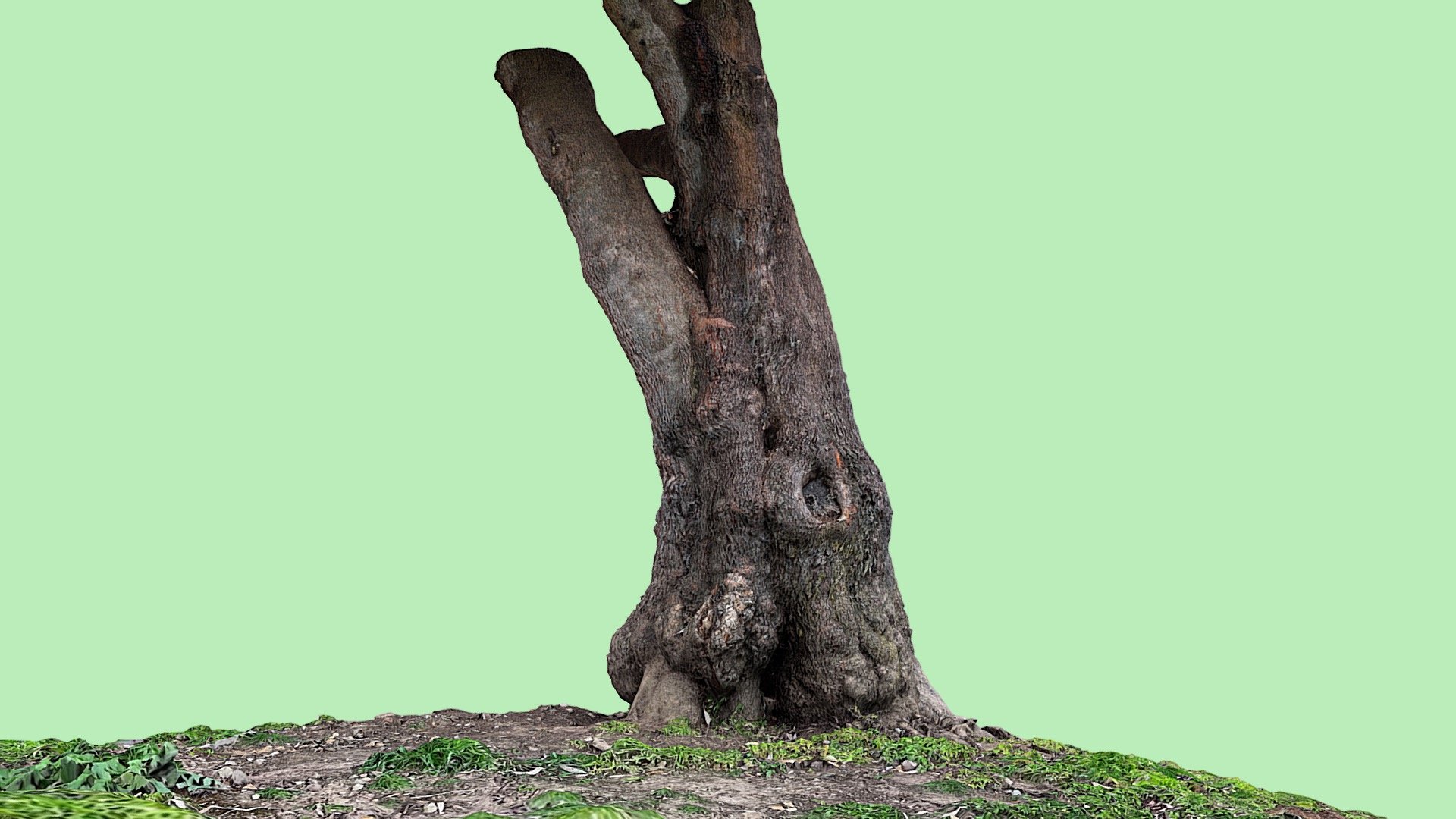 Tree Trunk 1/n - Download Free 3D model by Andrei Alexandrescu (@Andrei_Alexandrescu) [53d5f2c ...