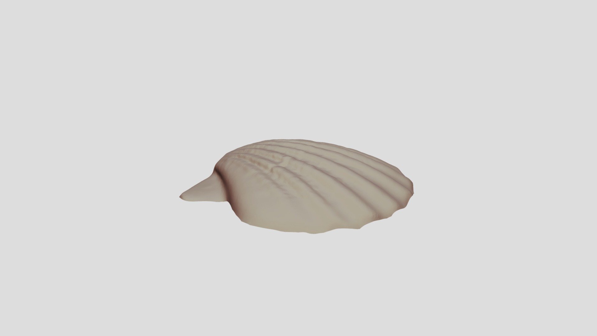 Seashell - 3D model by Cael_Salad [53e16ae] - Sketchfab