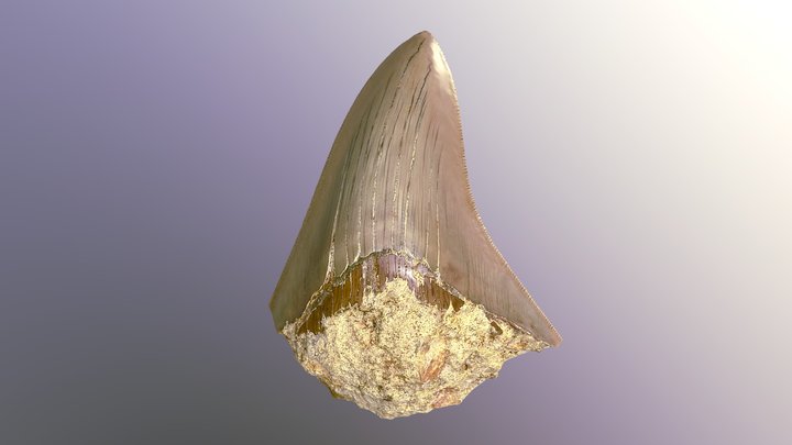 Sharktooth 3D models - Sketchfab