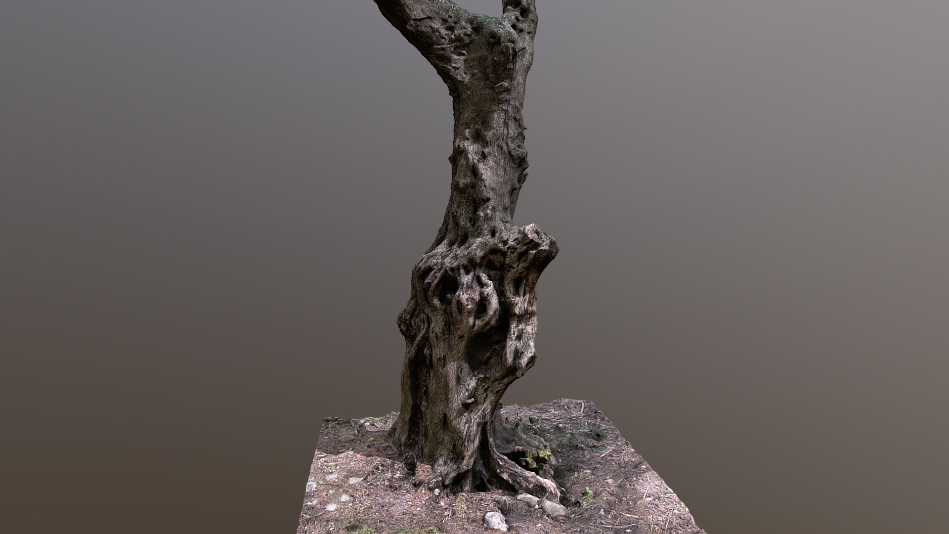 Old Tree - 3D model by Jonathan Young (@sketchdoc) [53eba35] - Sketchfab