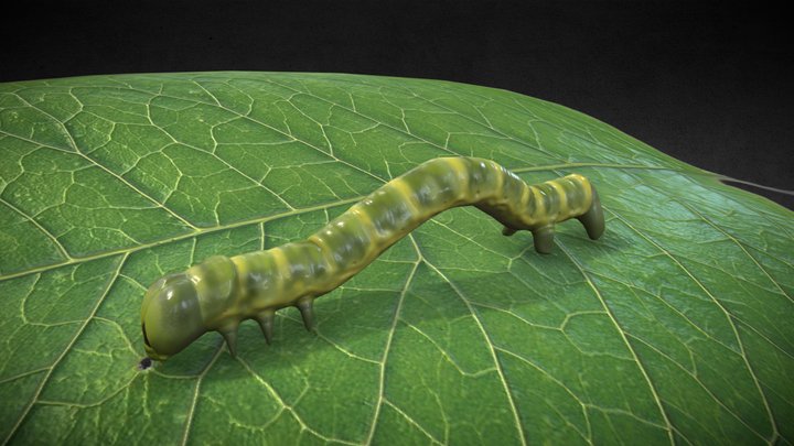 Raupe 3D models - Sketchfab