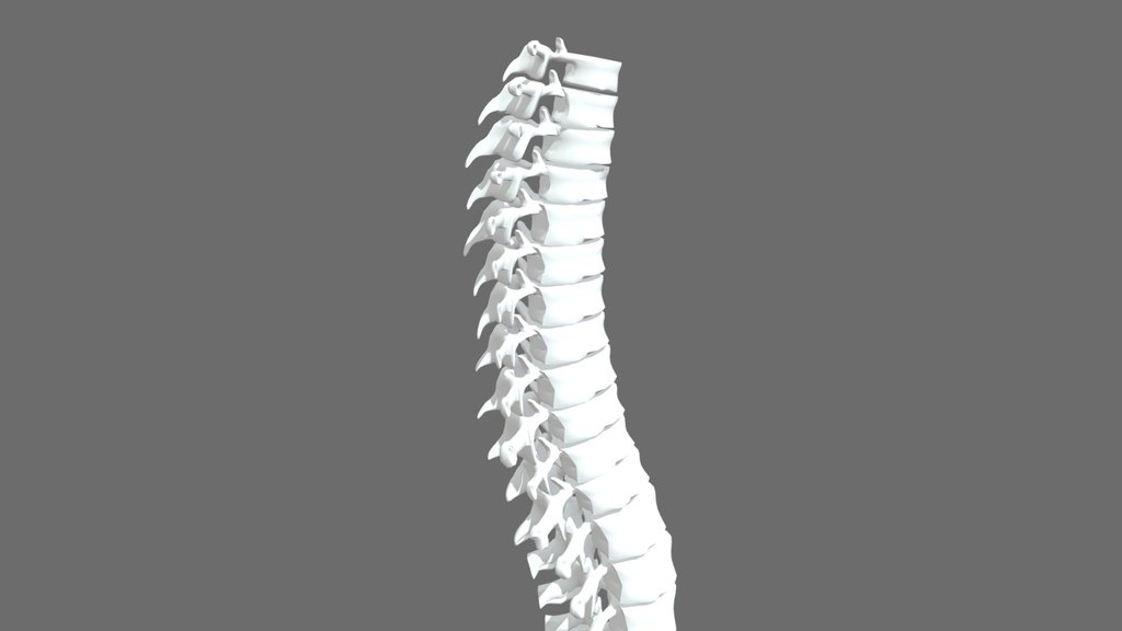 Anatomy - A 3D model collection by jkane13 - Sketchfab