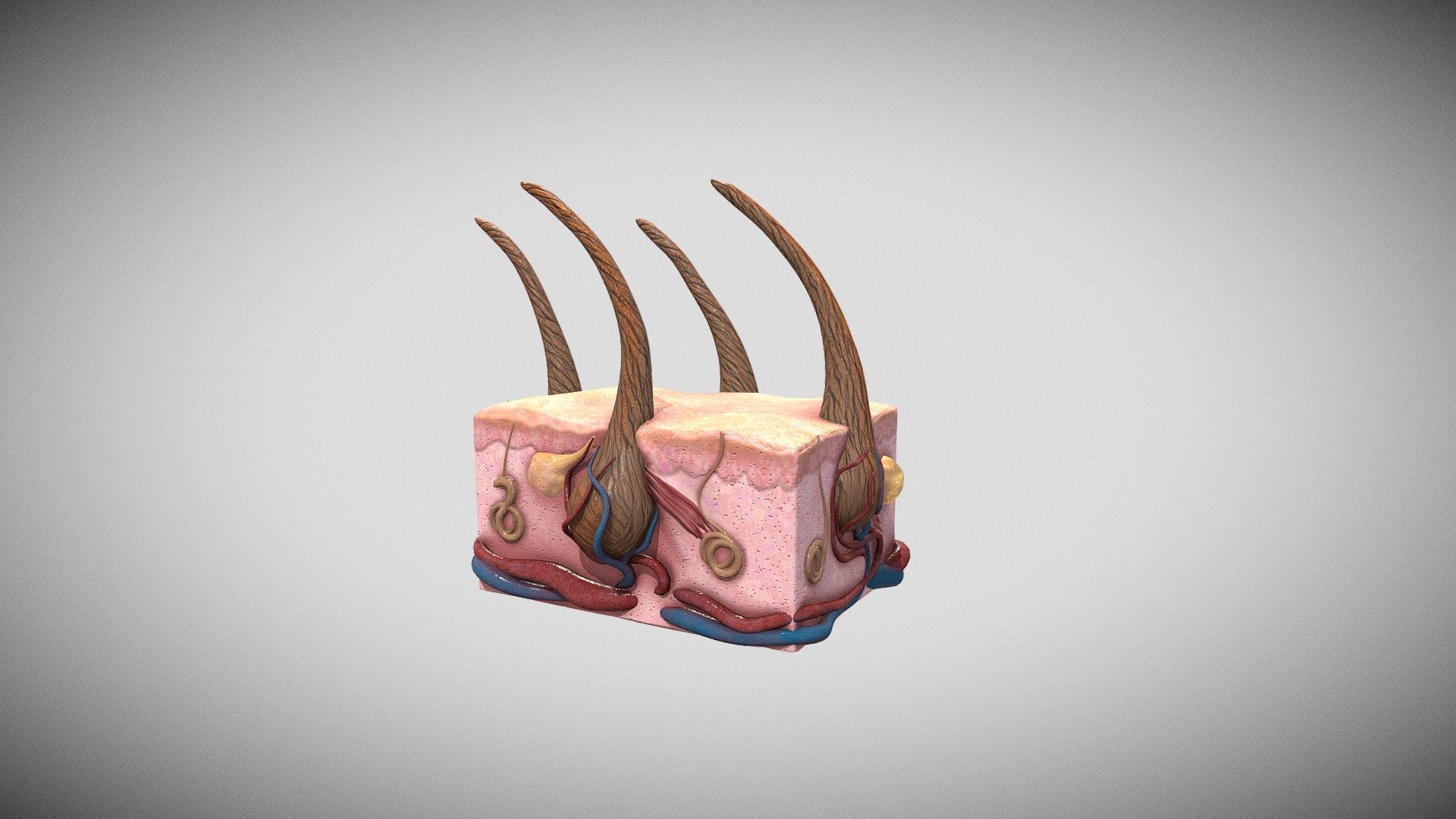 skin and hair Low-poly 3D model - Buy Royalty Free 3D model by ...