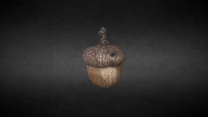 Acorn 3D models - Sketchfab