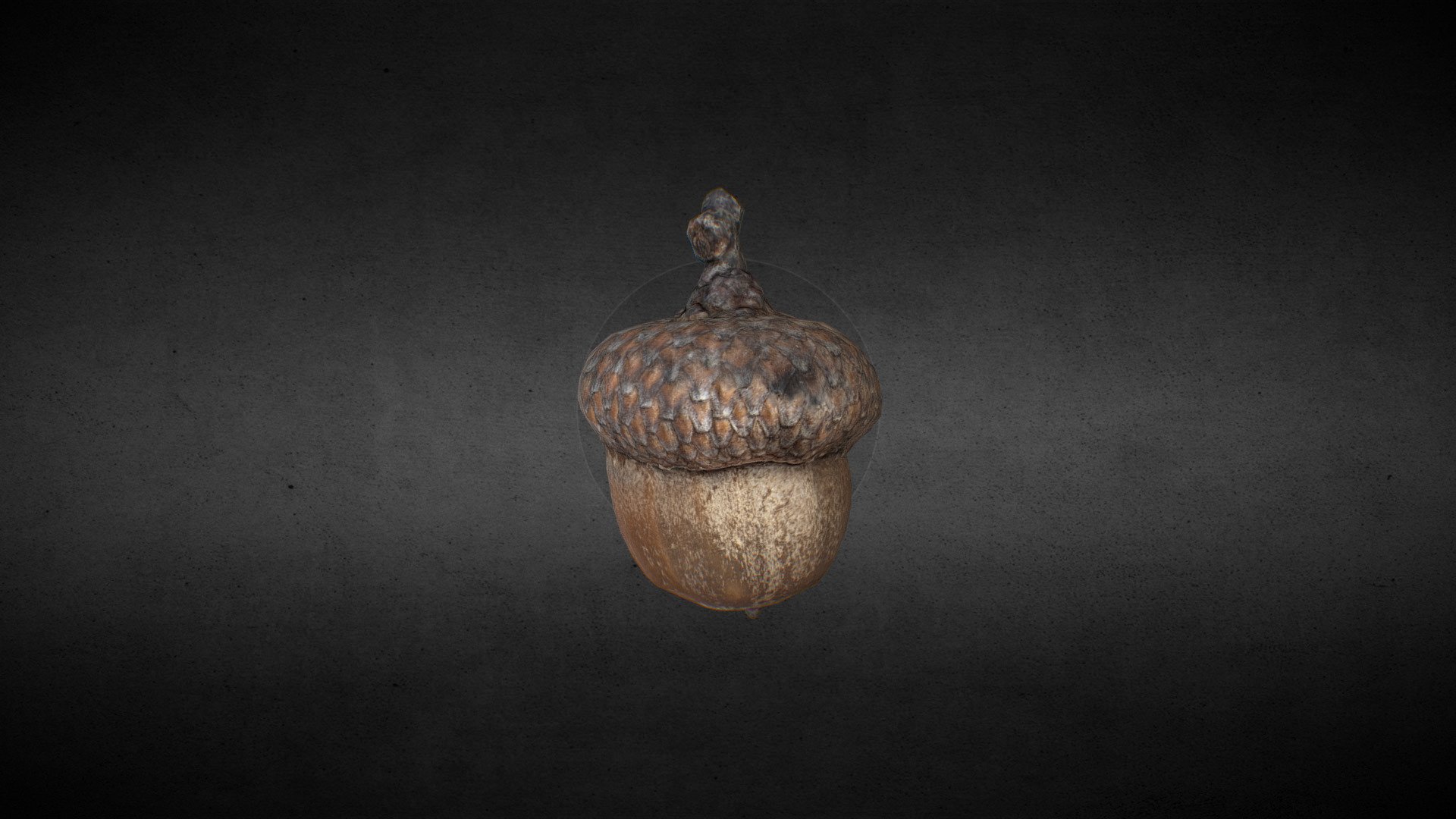 Acorn - photogrammetry - 3D model by Zygomir.Fabricati.Diem ...