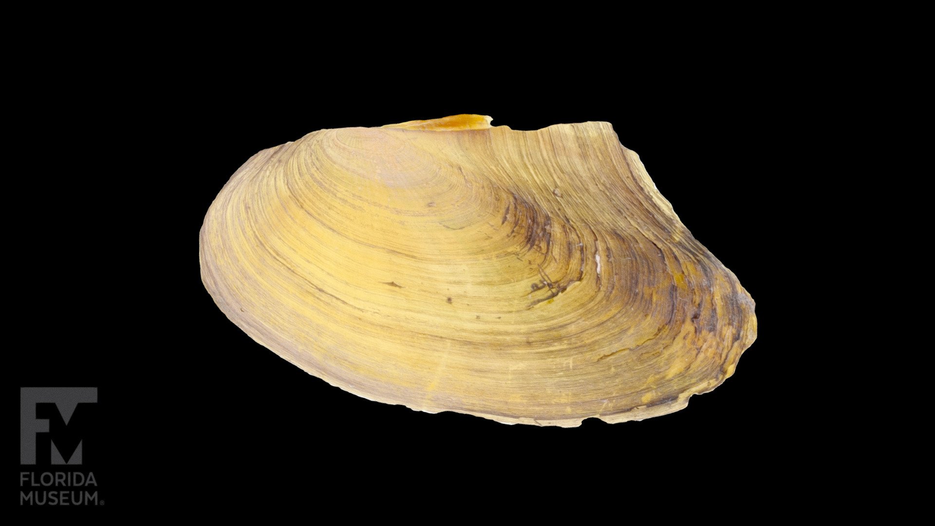 Delphinonaias largillierti - Freshwater Mussel - 3D model by FloridaMuseum [53f7f61] - Sketchfab