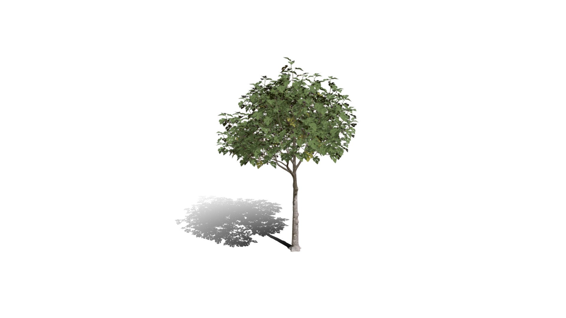 Realistic HD Common fig tree (8/30) - Download Free 3D model by ...