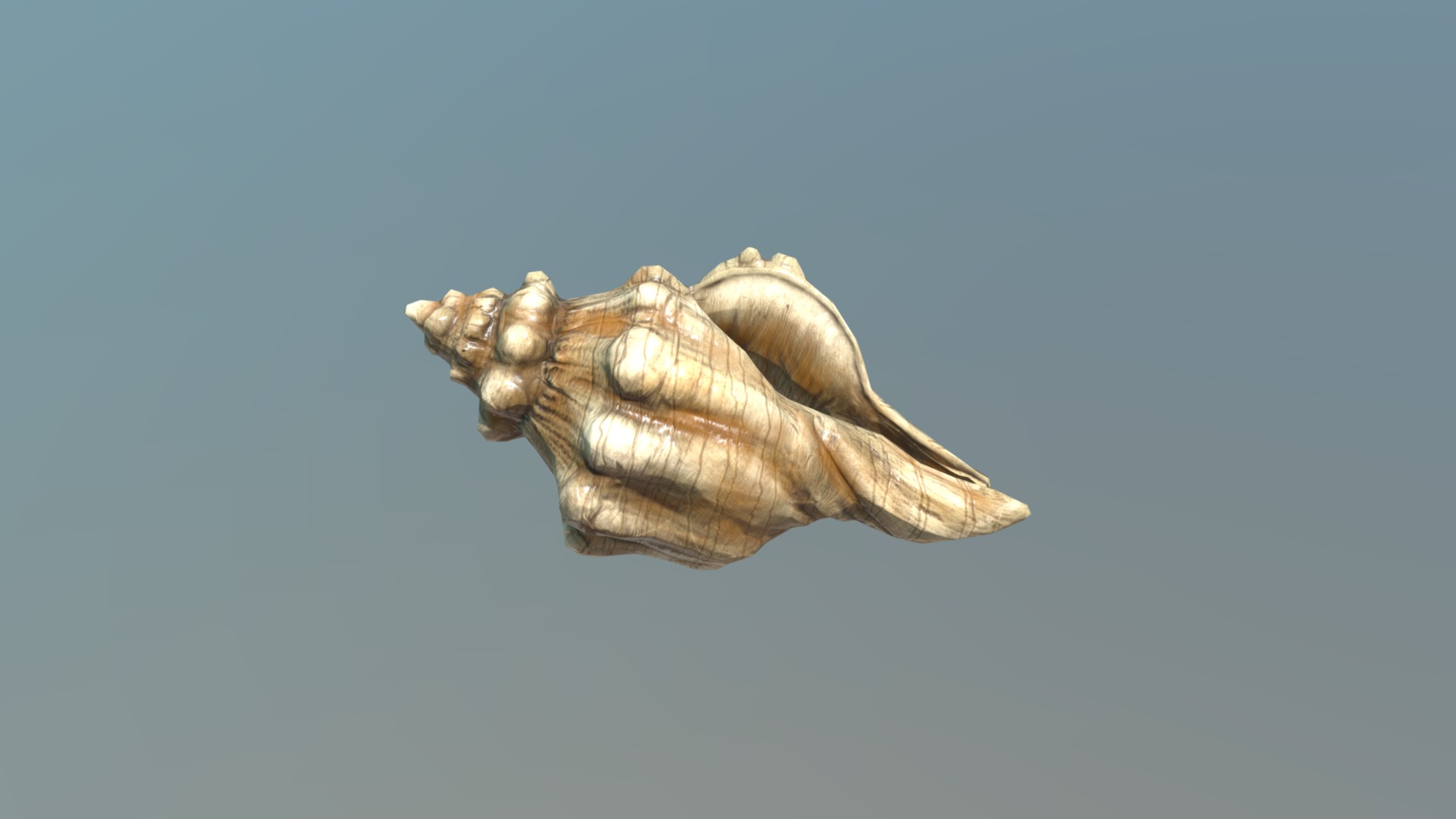 Paneria Sea Shell - 3D model by CXR Agency (@CXRAgency) [53fb6d7 ...