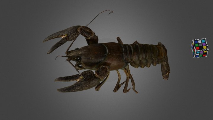 Crayfish 3D models - Sketchfab