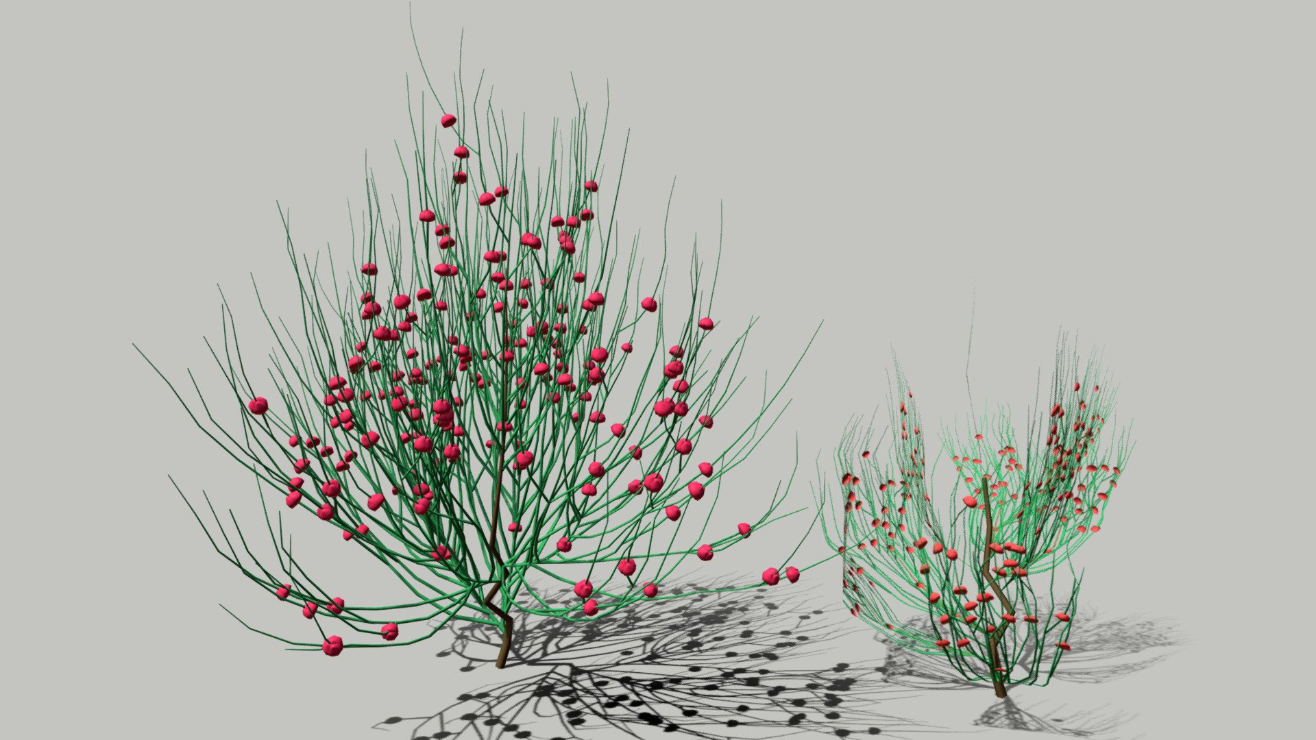 ephedra - 3D model by Paleobiome [540dae5] - Sketchfab
