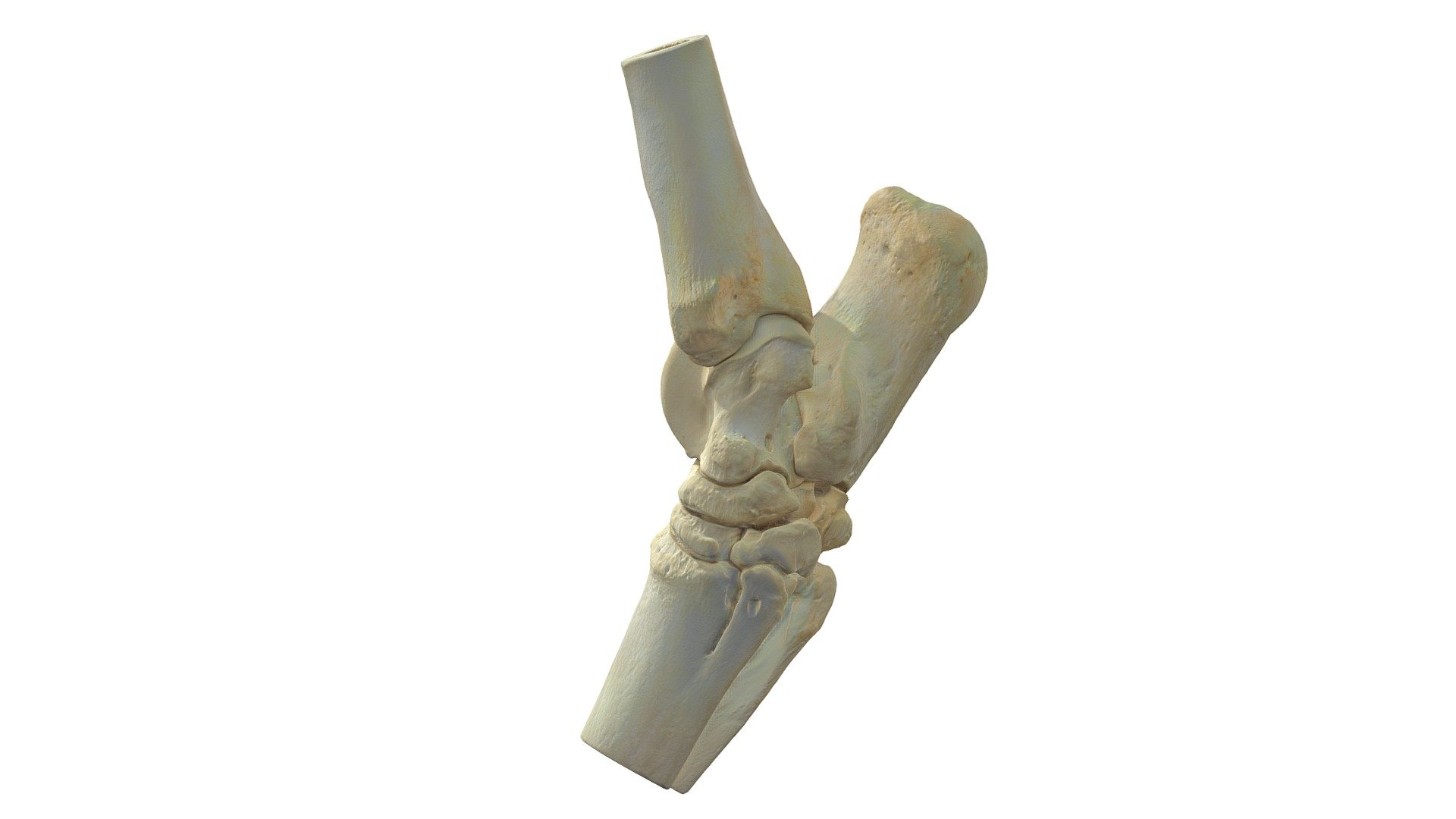 Horse, tarsal joint, bones - 3D model by Vetanat.UZH [5410f56] - Sketchfab