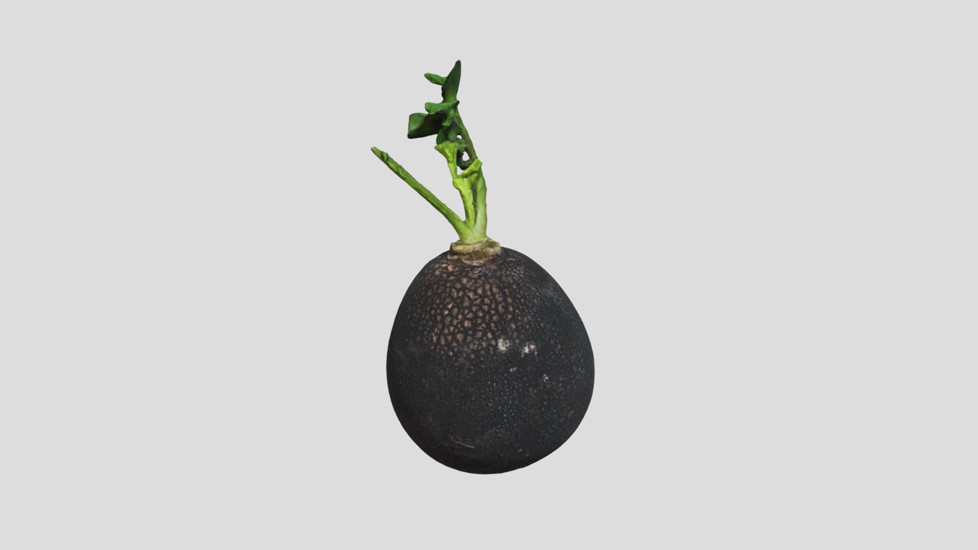 black radish - Download Free 3D model by almandine (@4lmandine ...