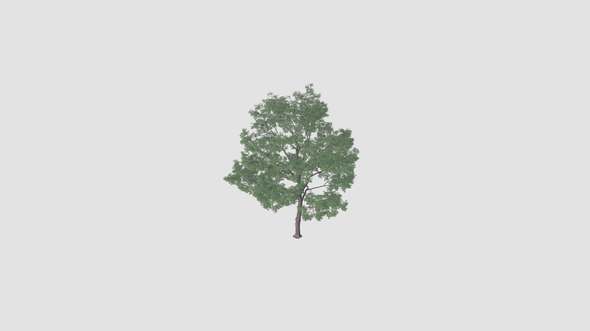 tree - Buy Royalty Free 3D model by Evermotion [54137f7] - Sketchfab Store