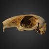 Sylvilagus (Cottontail Rabbit) Skull - Download Free 3D model by Abby ...