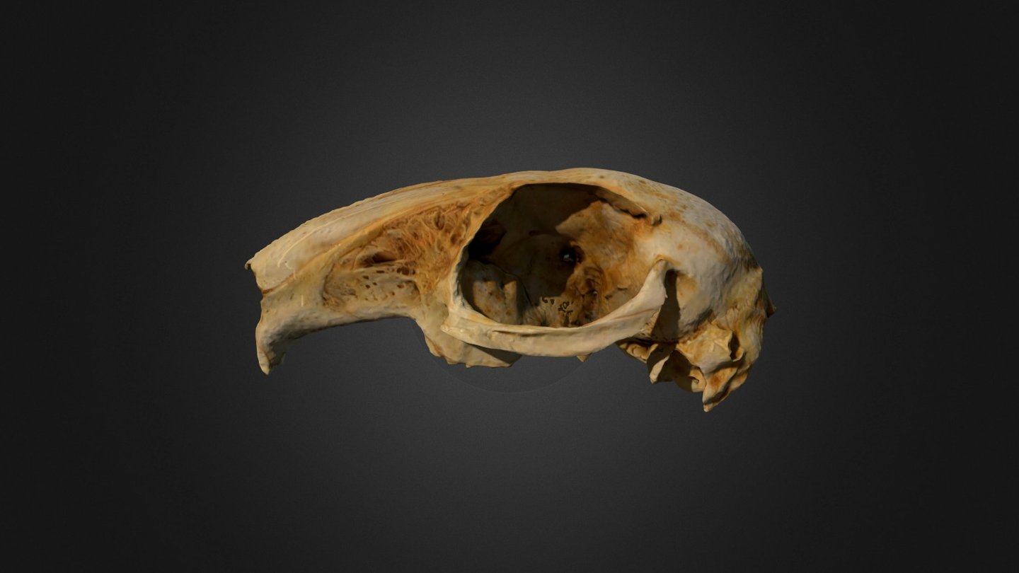 Sylvilagus (Cottontail Rabbit) Skull - Download Free 3D model by Abby ...