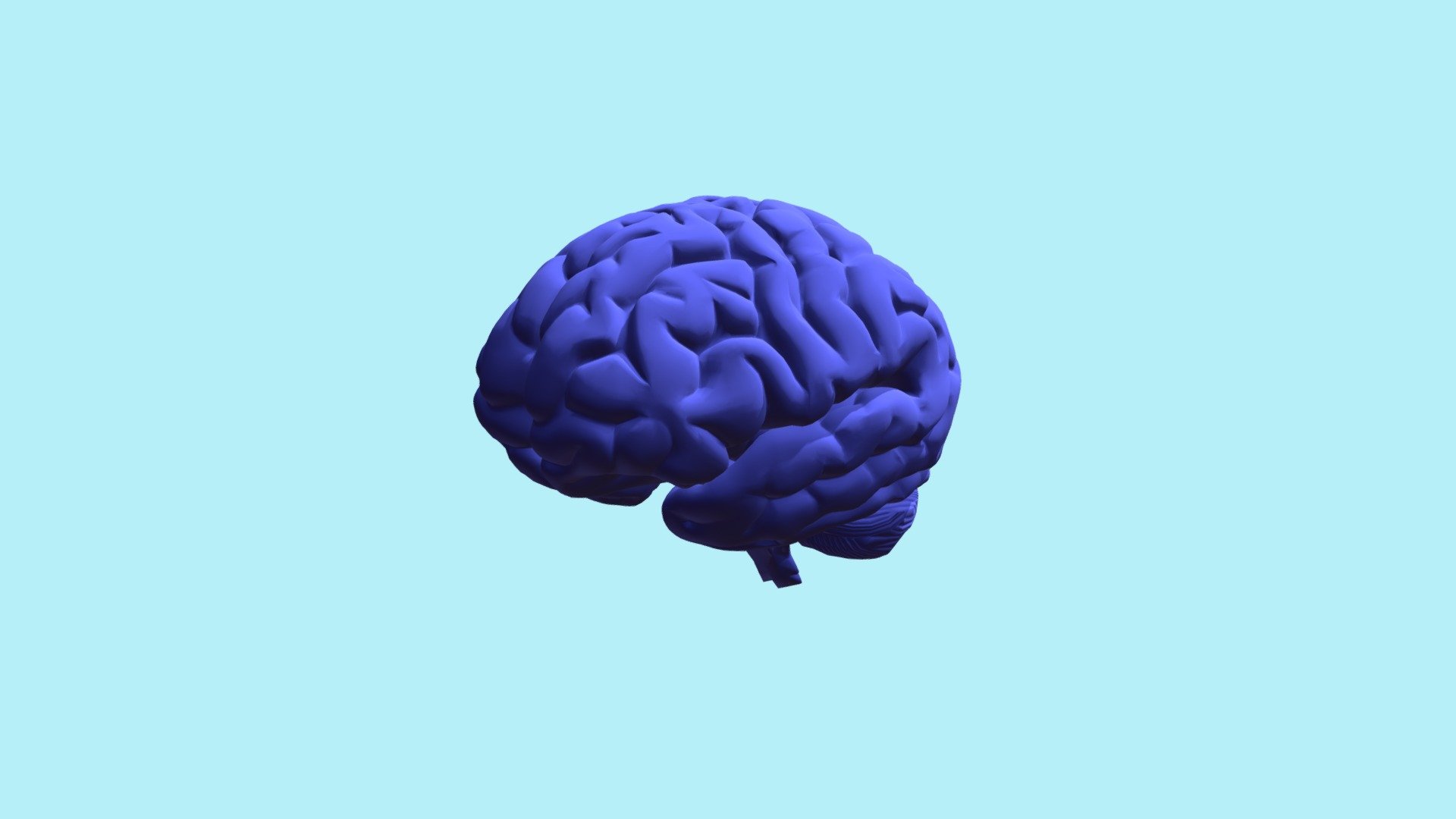 Estructuras Subcorticales - Download Free 3D model by lalograf [541cda0 ...