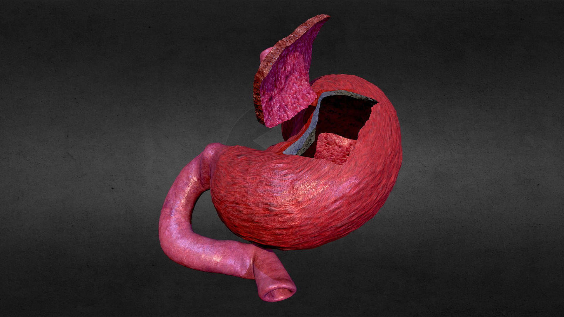 stomach animation 01 - 3D model by flarar-02 (@mau3d8) [5423a69 ...