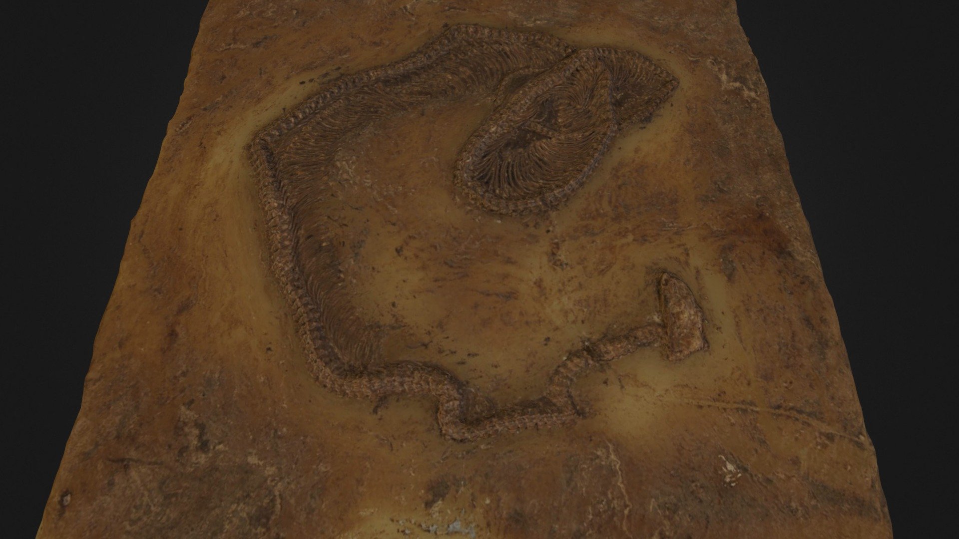 SNAKE FOSSIL - 3D model by 3D Fossils (@conqueror78) [5426007] - Sketchfab