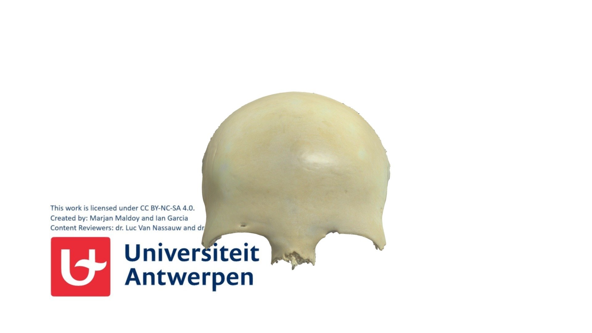 Os Frontale - 3D model by Universiteit Antwerpen (@marjanmaldoy ...