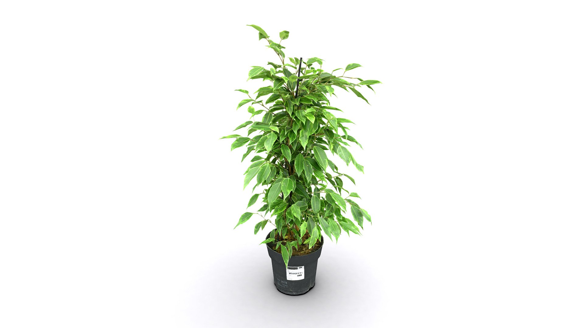 Ficus Benjamina - 3D model by VRModelFactory [543b82b] - Sketchfab