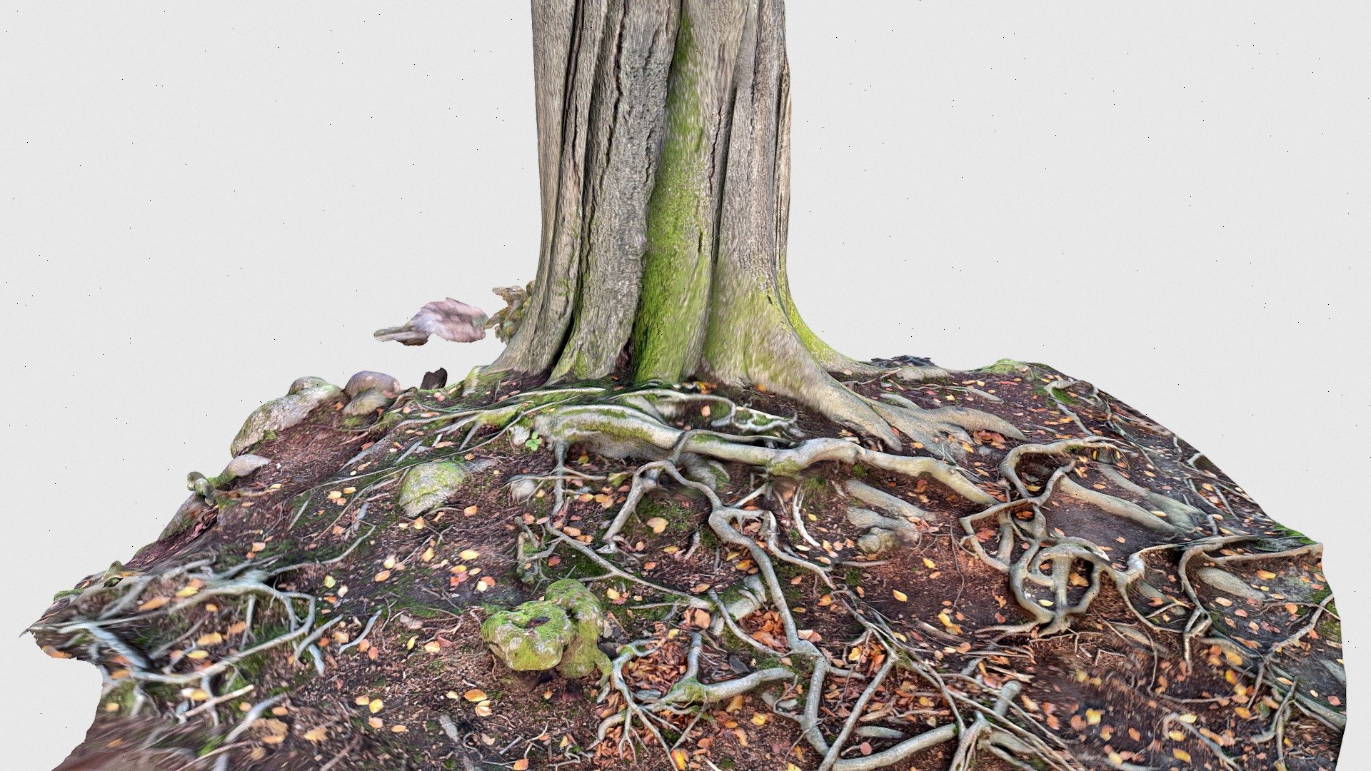 Old tree with roots - Download Free 3D model by manusainz [543ce66 ...