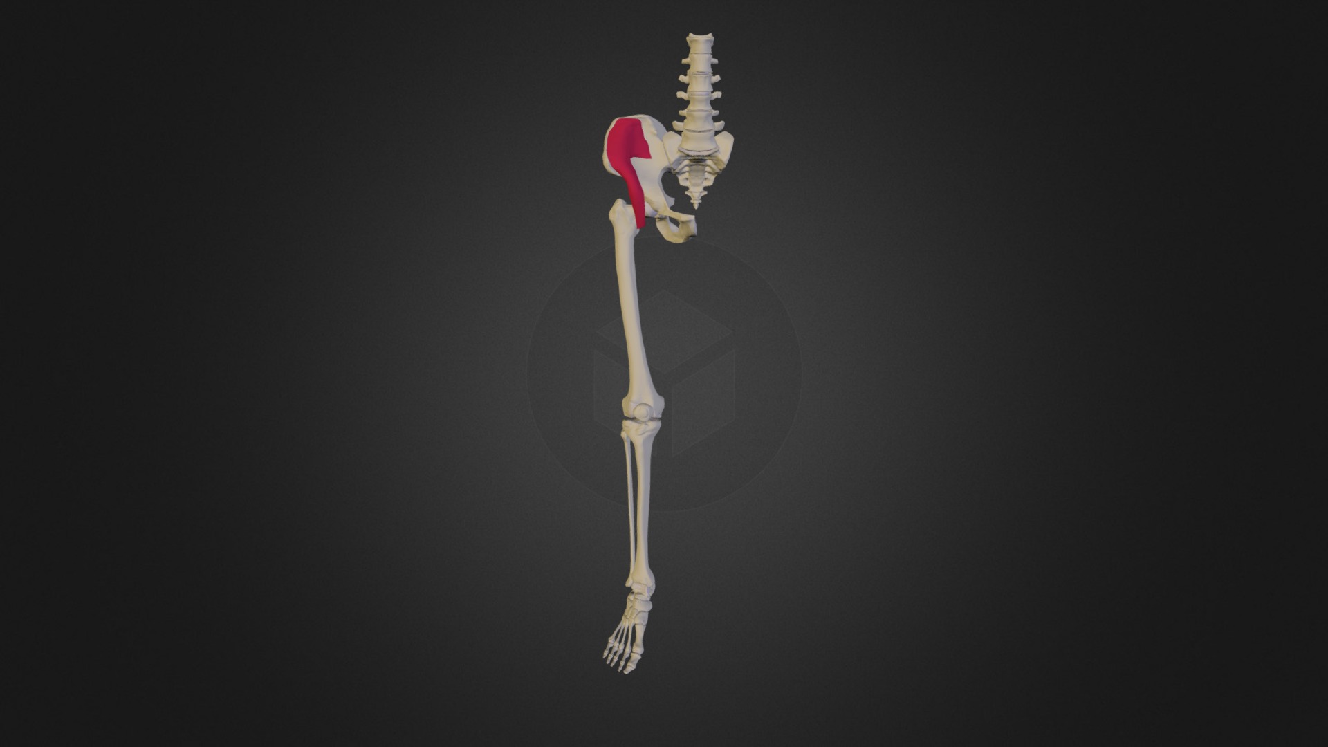 Iliacus Human Anatomy - 3D model by Medical University of Lublin ...