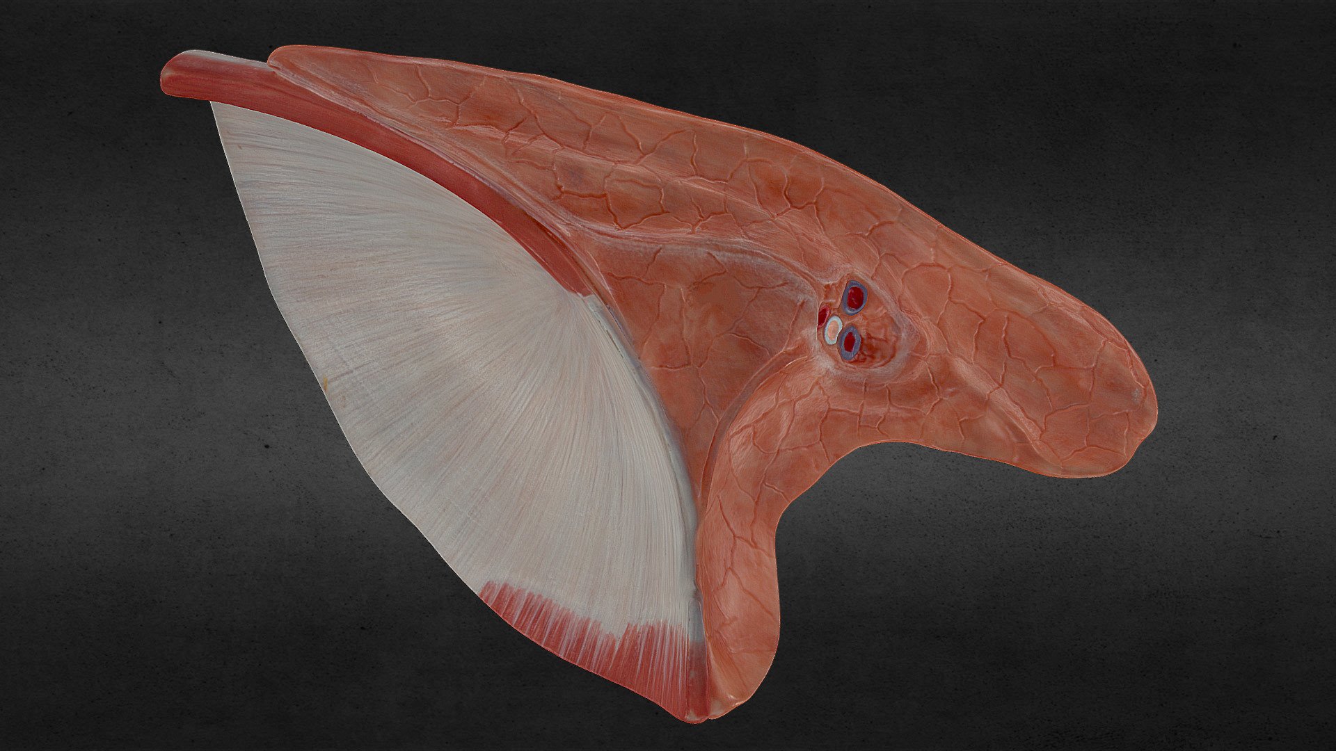 Pig Lung - 3D model by Interstellar Simian (@interstellar_simian ...