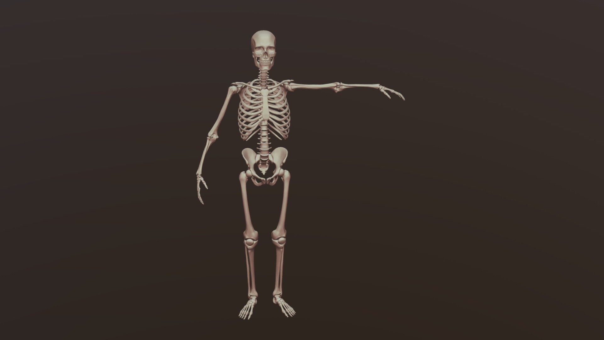 Skeleton - 3D model by hristo_savov [5442ac4] - Sketchfab