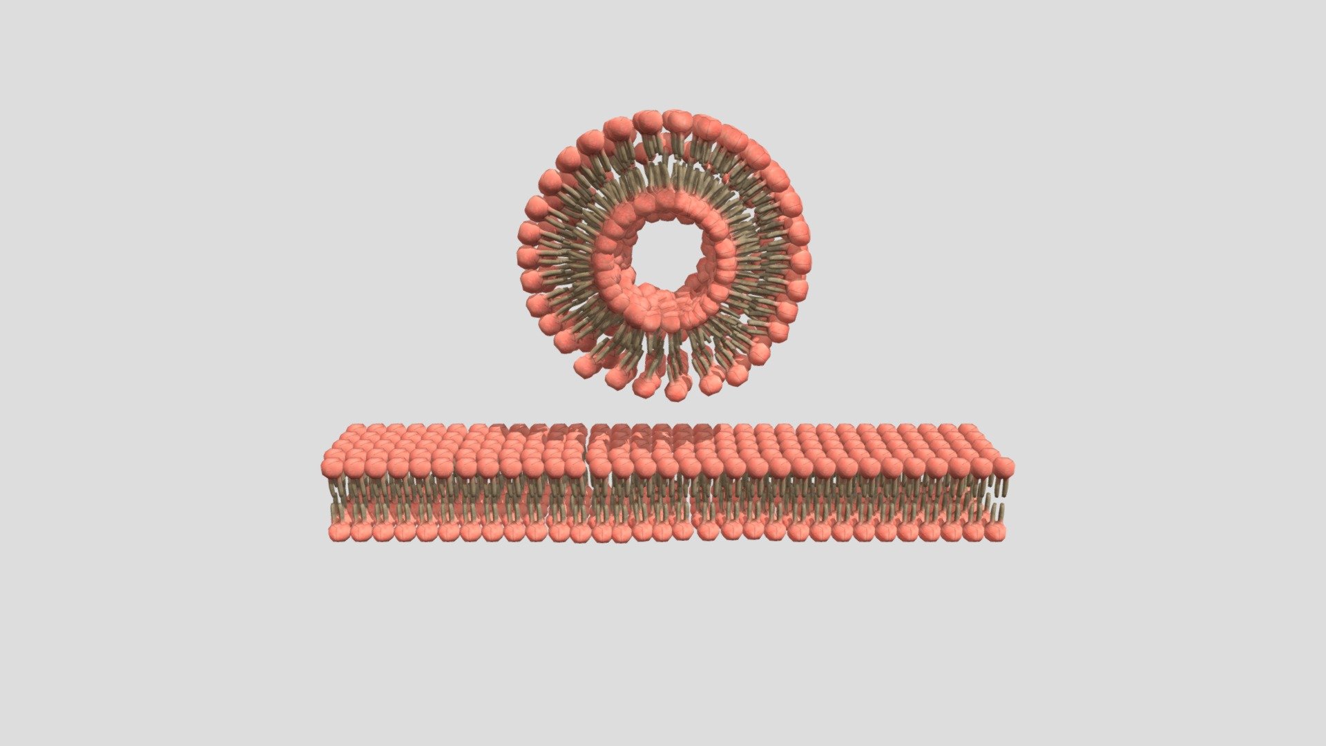 Membrane Biogenesis - 3D model by Ash123 [544a937] - Sketchfab