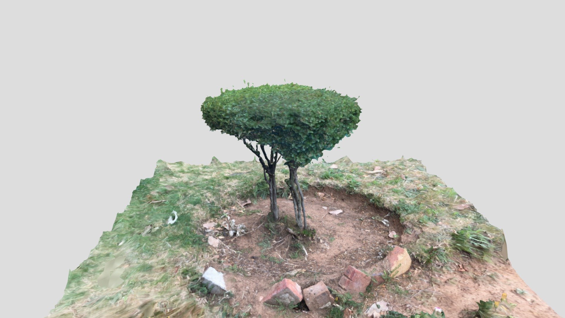 Shrub - Download Free 3D model by sbongumusathabethe [544c645] - Sketchfab
