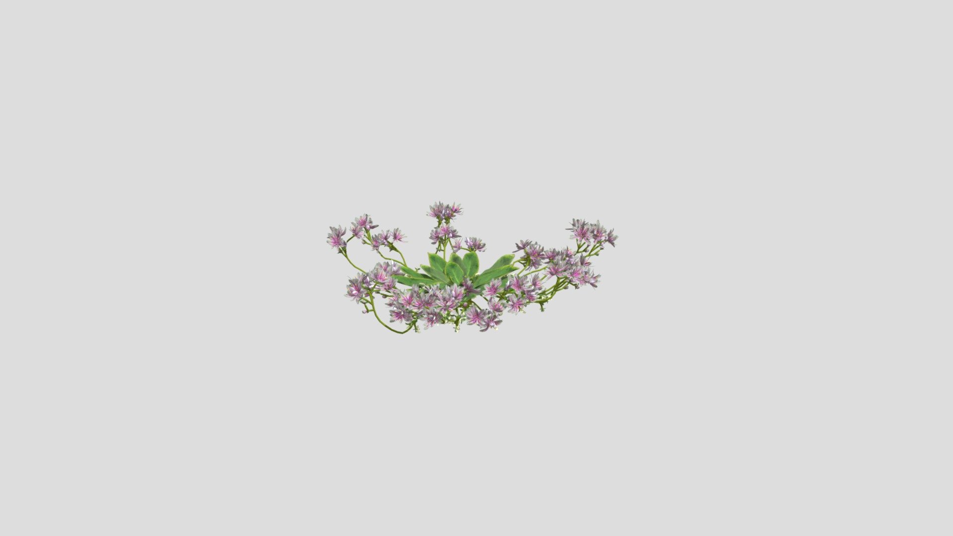 Lewisia longipetala 16 AM214 Archmodel - Buy Royalty Free 3D model by ...