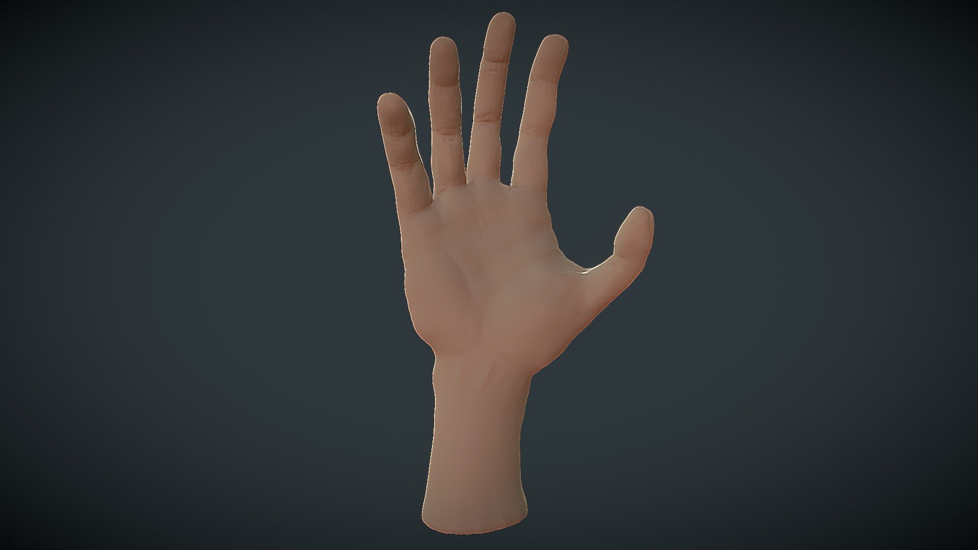 hand - 3D model by procyonlotor [54701de] - Sketchfab