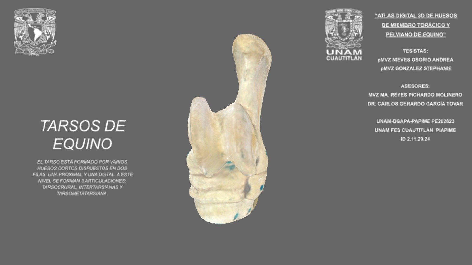 Tarsos de equino - 3D model by Anatomía Veterinaria FESC-UNAM ...