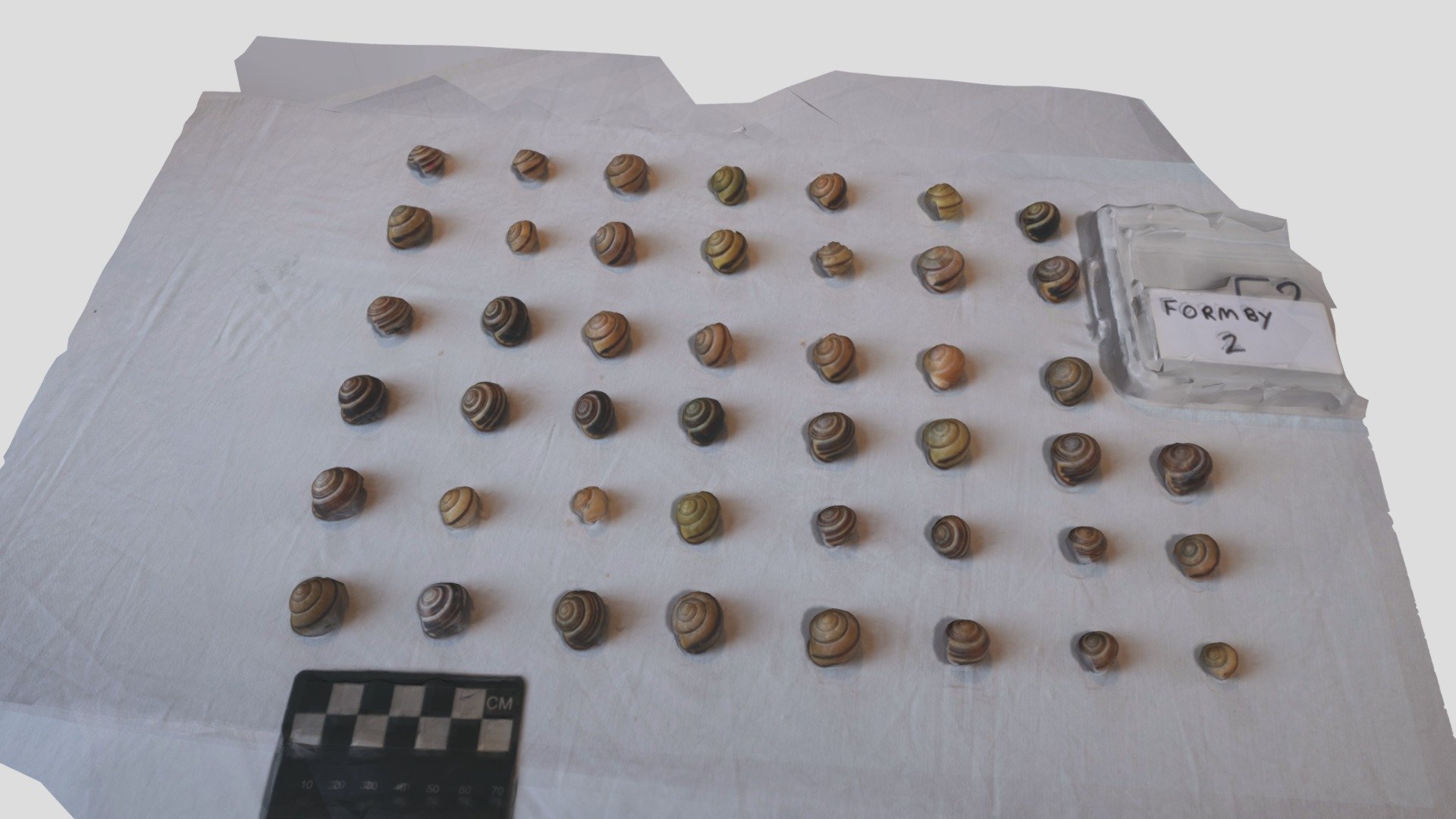 Formby 2 Snail Shells - 3D model by PeterFalkingham (@pfalkingham1 ...