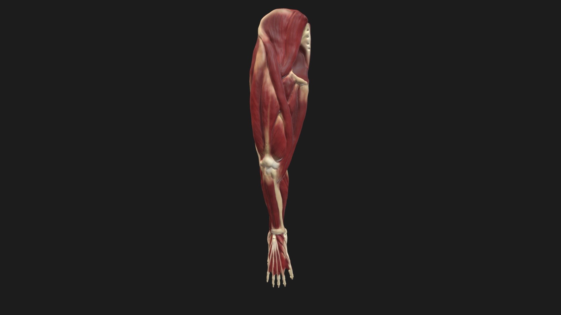 Modern Human Lower Limb Reconstruction - Download Free 3D model by ...
