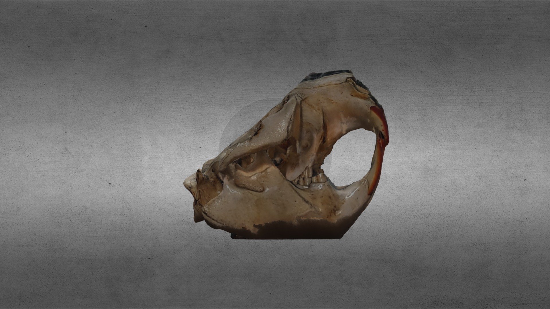 North American Beaver Skull (Castor canadensis) - 3D model by Lesterm ...