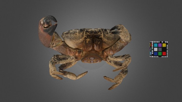 Leptodius 3D models - Sketchfab