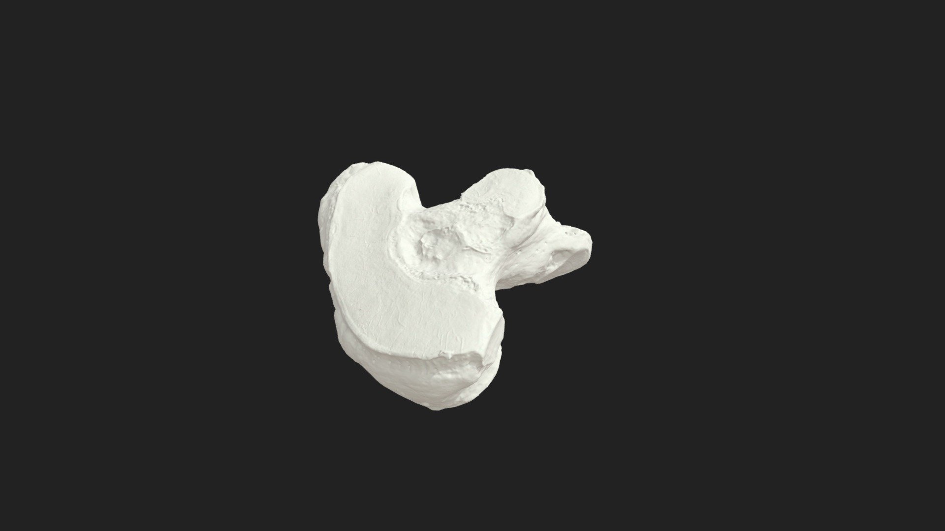 3rd tarsal bone (os tarsale tertium) donkey - Download Free 3D model by ...
