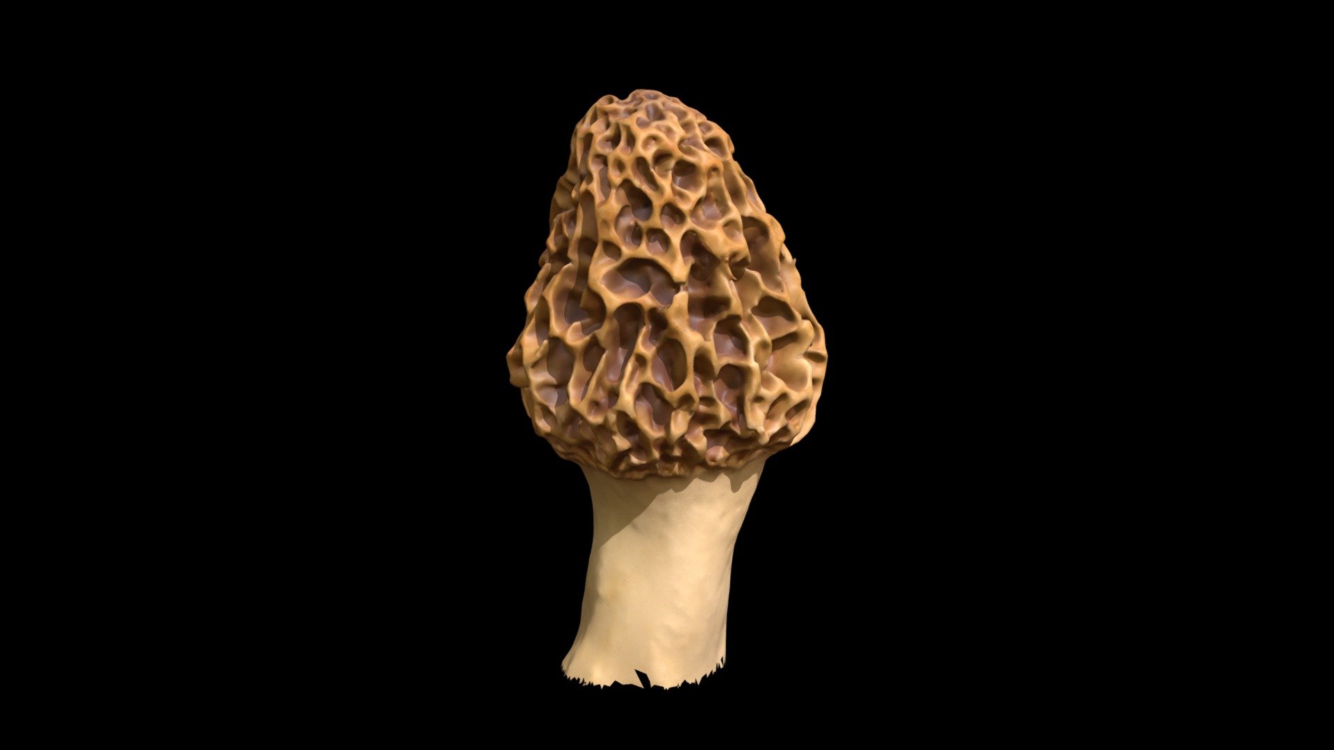 Morel Fungi - Download Free 3D model by kevjumba (@kevinmullin99 ...