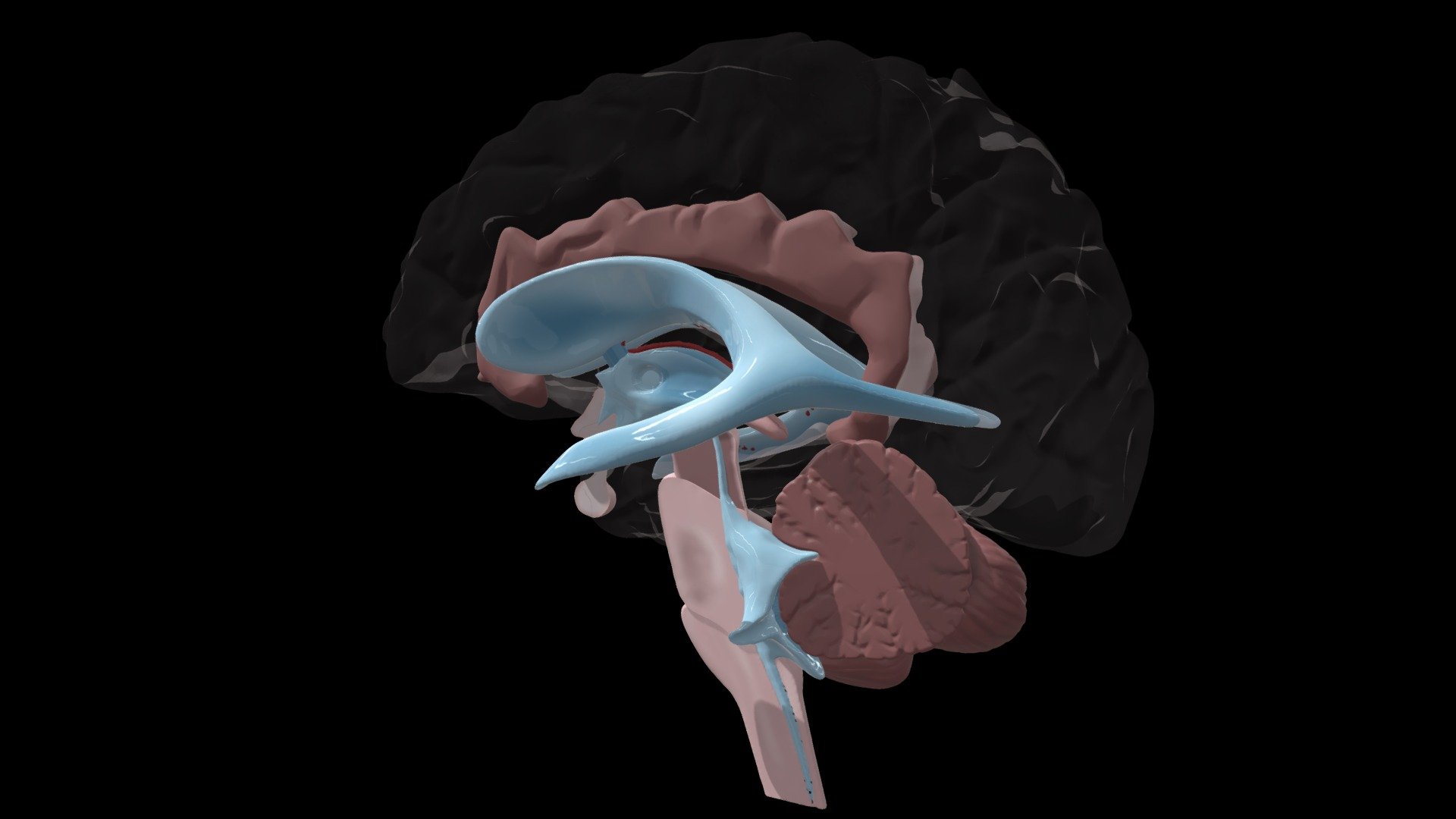 brain ventricles - Download Free 3D model by calibra199 [548f076 ...