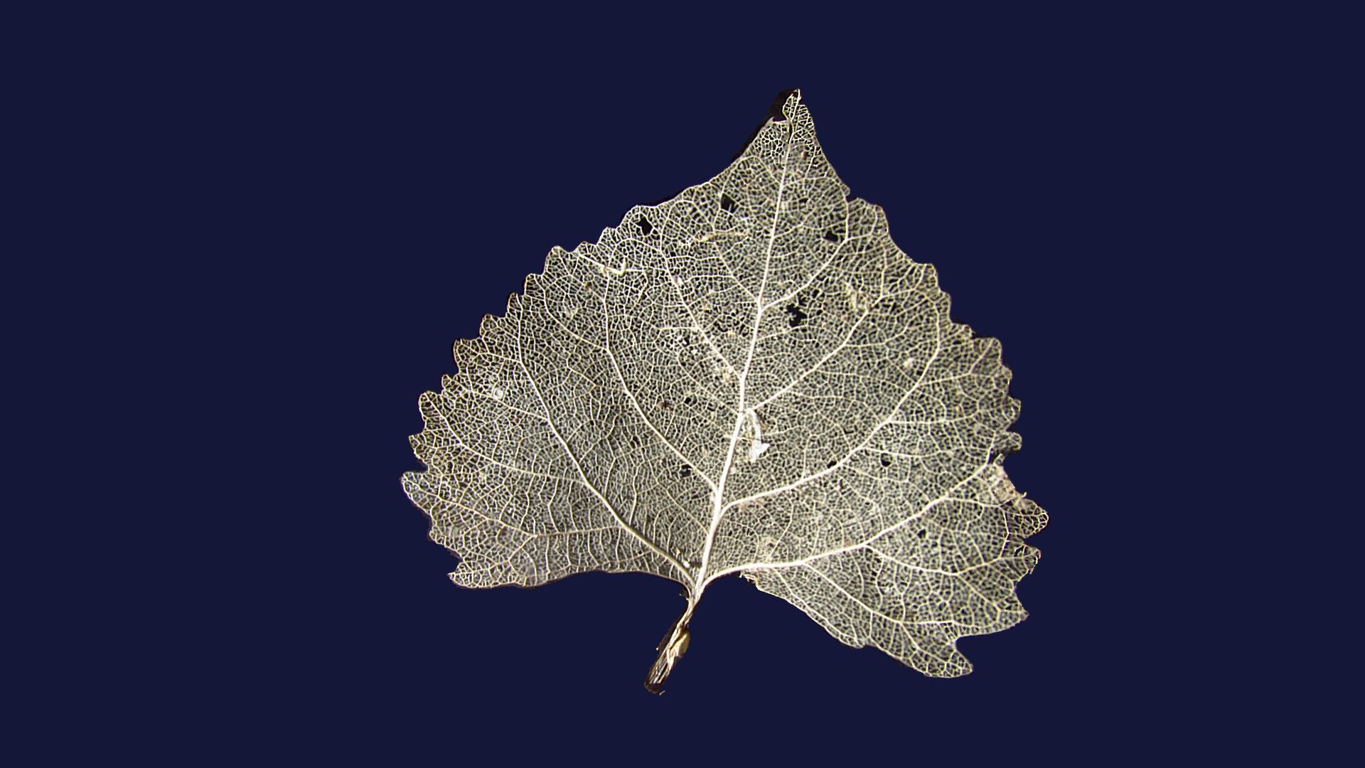 Ghost Leaf - Download Free 3D model by John Toeppen (@toeppen) [54902da ...