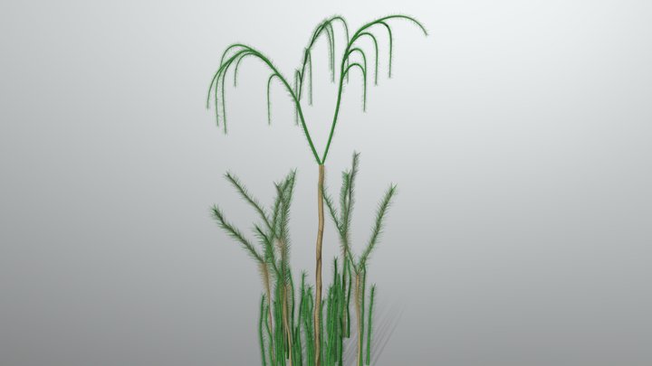 Lycopod 3D models - Sketchfab