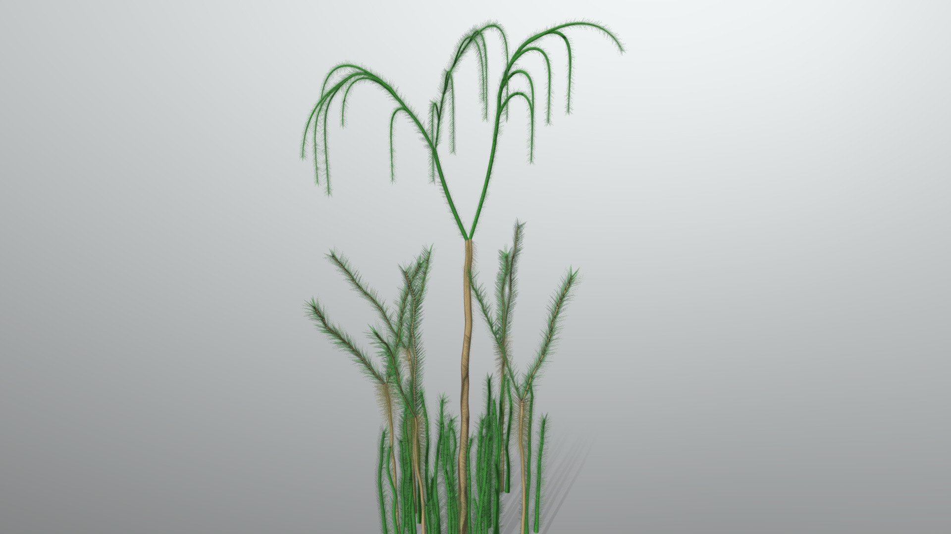 Extinct Lycopod tree - 3D model by Paleobiome [5493256] - Sketchfab