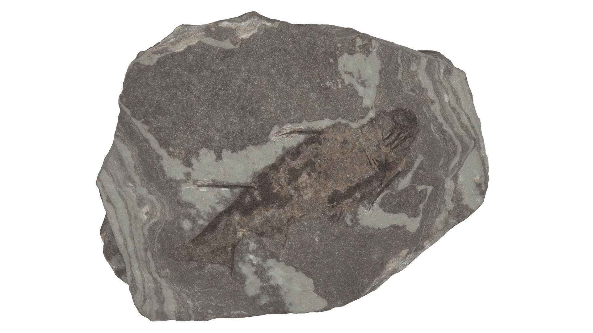 Devonian Spiny-finned Fish - Ischnacanthus - 3D model by Culture Perth ...