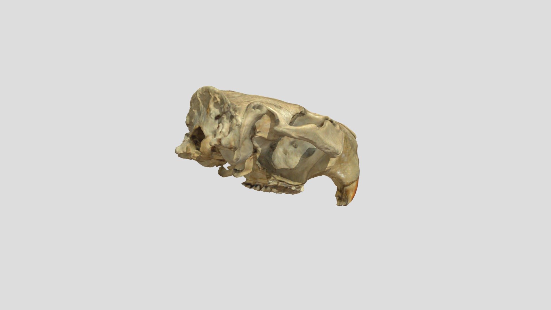 Beaver Skull, 1-542 - 3D model by CWUMuseum [54a8f58] - Sketchfab