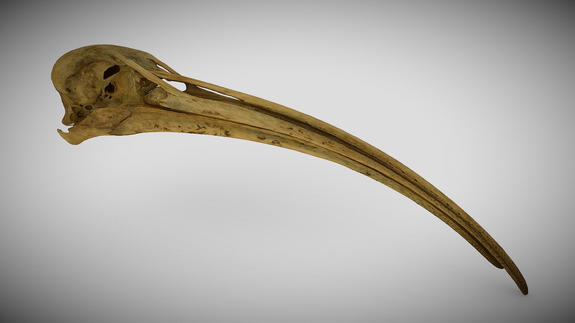White Ibis skull (Threskiornis molucca) - 3D model by UQ School of the ...