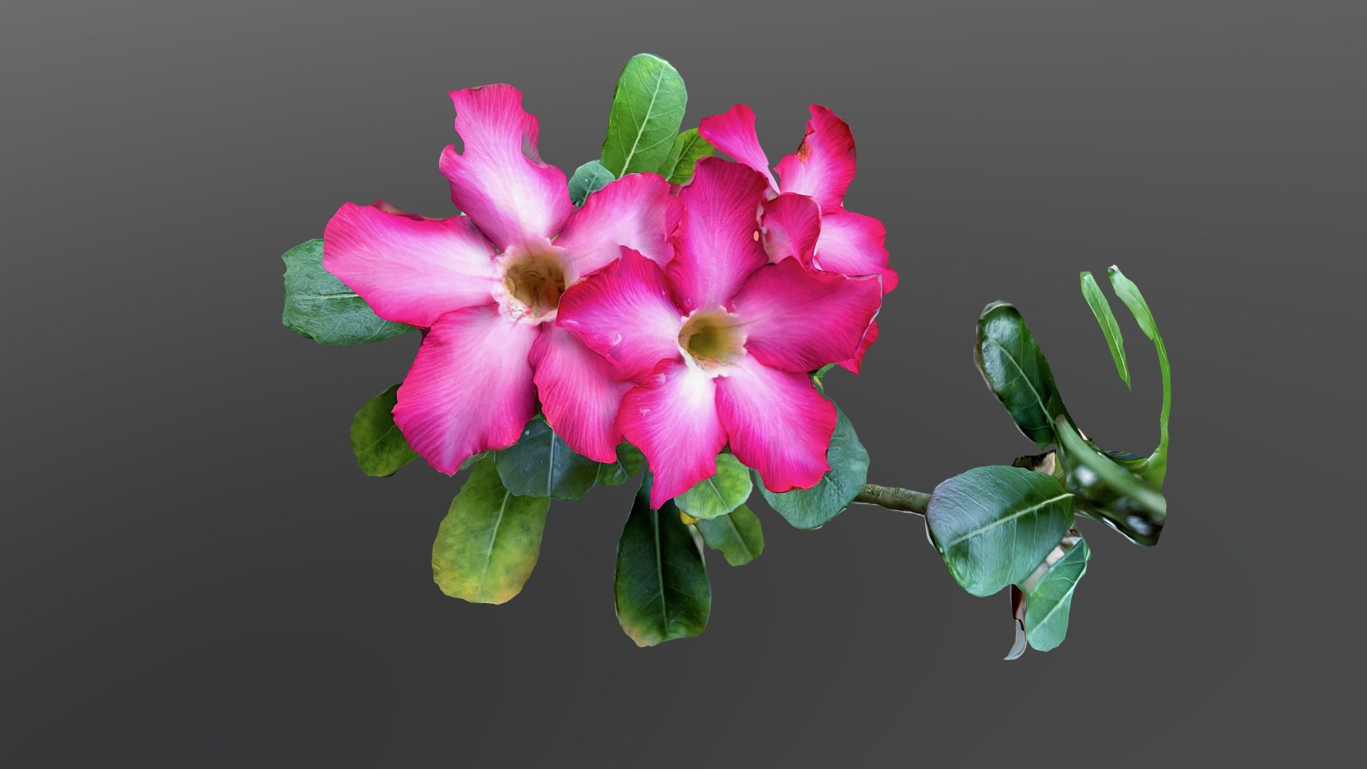 Chinese Pink Adenium / Desert Rose (Scaniverse) - Download Free 3D ...